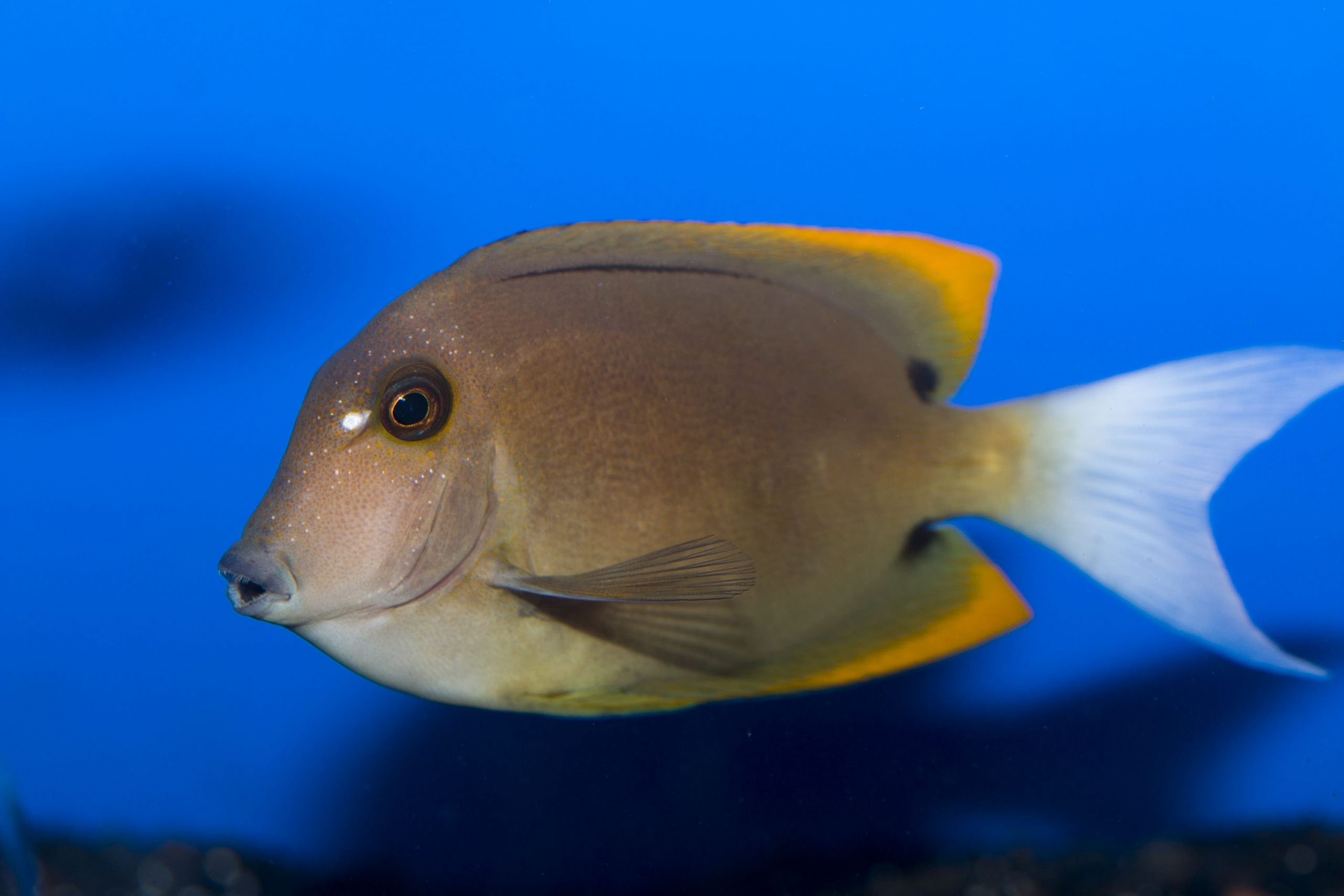 Tomini Tang – Gee Marine